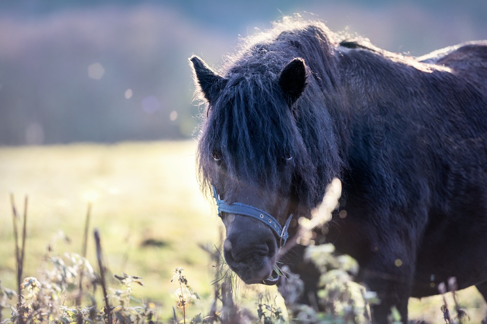 Achavandra Horse Riding NC500 Stables, Lessons, Holidays Pony Treking